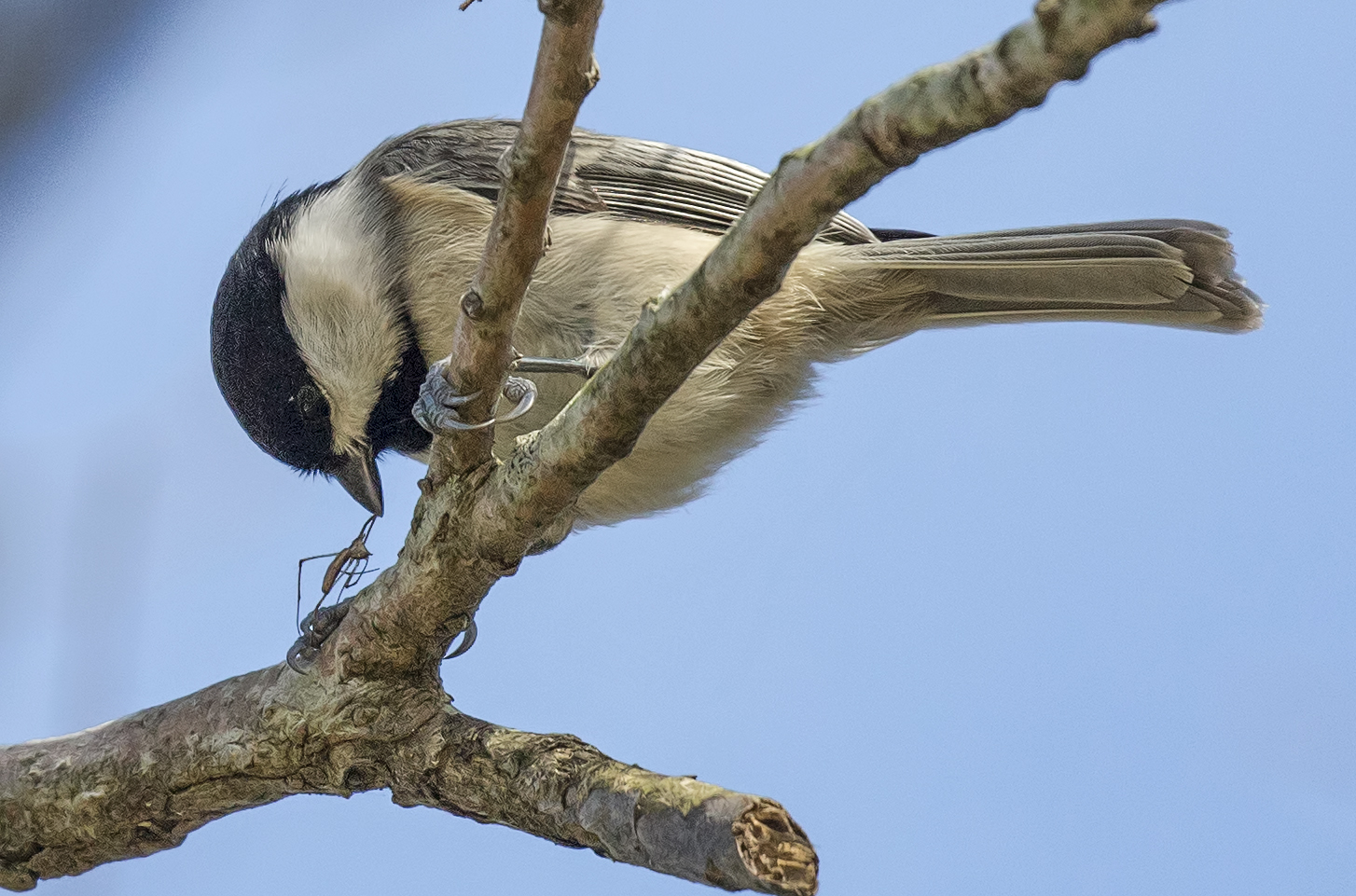 My Little Chickadee | Shutterbug